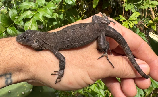 Utila Island Spiny Tail Iguana Other Iguana by Cameron Lamb Exotics