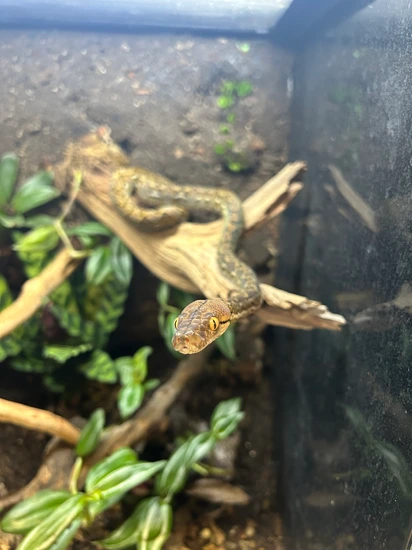 75% Kalatoa 25% Karompa Super Dwarf Reticulated Python by Reptile Factory