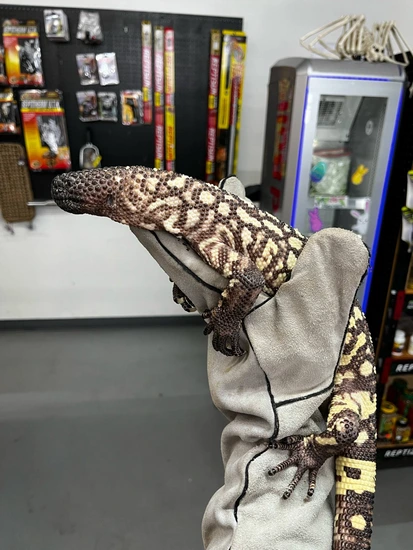 Rio Fuerte Beaded Lizard by Reptile Factory