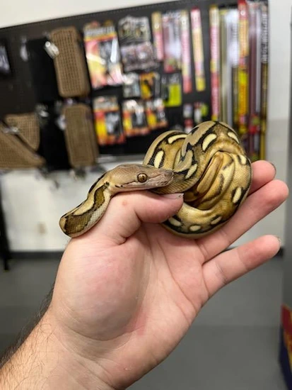 Sunfire Tiger Reticulated Python by Reptile Factory