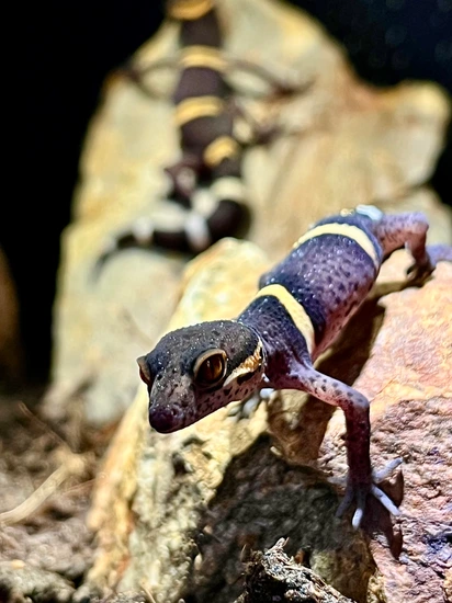 Chinese Cave Gecko by Reptile Factory