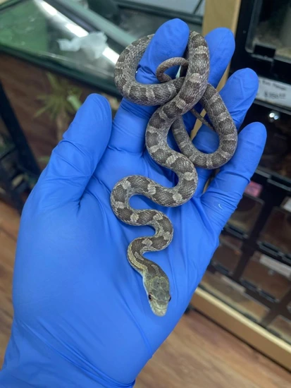 Texas Rat Snake DH Leucistic & Scaleless Other Rat Snake by Reptile Factory
