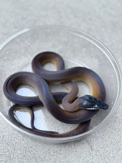 Northern White Lipped Python $285 Reserve White-Lipped Python by ...