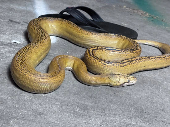 Mochino Goldenchild Female Reticulated Python by Reptile Finders
