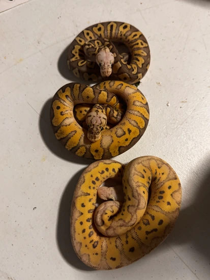 3 Femal Killer Clown Het Desert Ghost Poss Fire Ball Pythons by Reptile ...