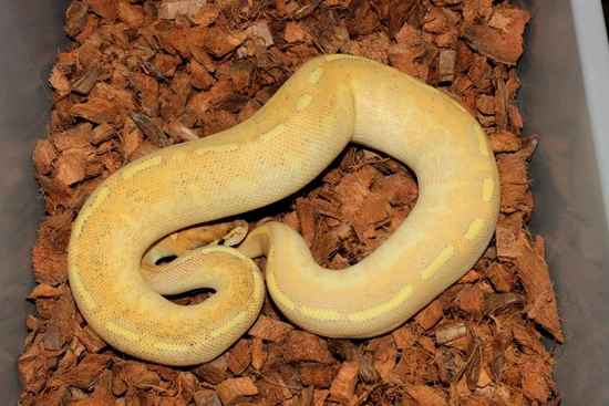 Enchi Highway Ball Python by Reptile Frenzy LLC