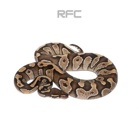 Mojave Het Zebra Het Hypo Ball Python by Reptiles for Centuries USA