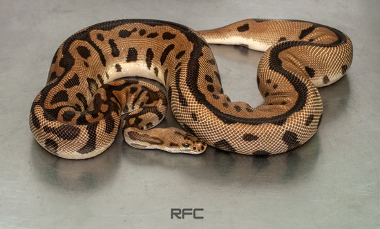 Batman Ball Python by Reptiles for Centuries USA