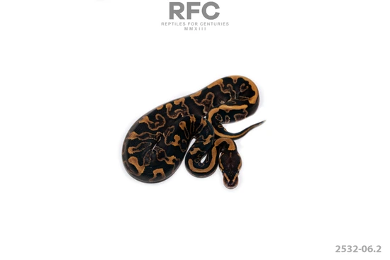 GHI Leo Fire DH Hypo Puzzle Ball Python by Reptiles for Centuries USA