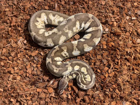 Pastel Yellow Belly Calico Orange Dream Ball Python by Smiling Jim’s ...