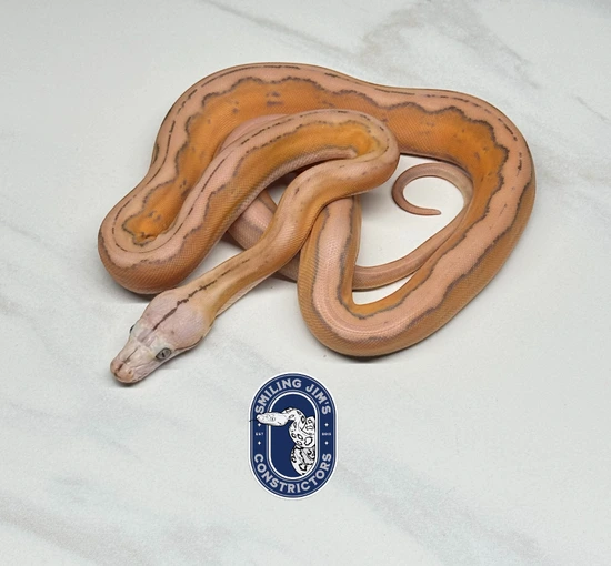 Orange Glow Motley Sunfire Tiger Reticulated Python by Smiling Jim’s ...