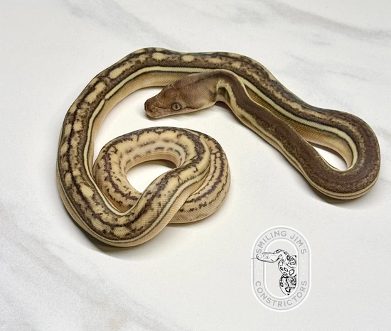 Phantom Tiger DH Purple/Titanium Reticulated Python by Smiling Jim’s ...
