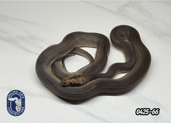 Pair GC Motley Tiger Het Albino And Platty Phantom Motley Sun Het Indo ...