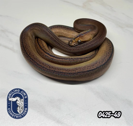 Goldenchild Tiger Het Albino Reticulated Python by Smiling Jim’s ...