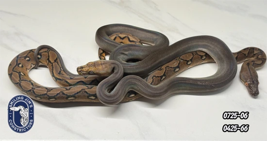 Pair Sunfire Het Indo/Purple Motley GC Tiger Het Albino Reticulated ...