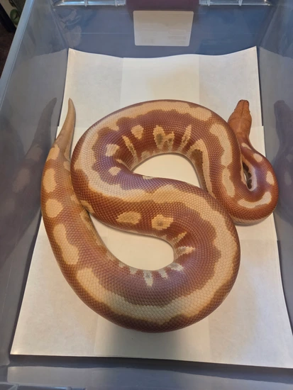 T+ Striped Albino Blood Python by Steve Winkler Reptiles LLC
