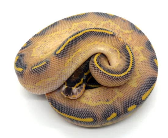 Highway Het Piebald Ball Python by ReptileKreations