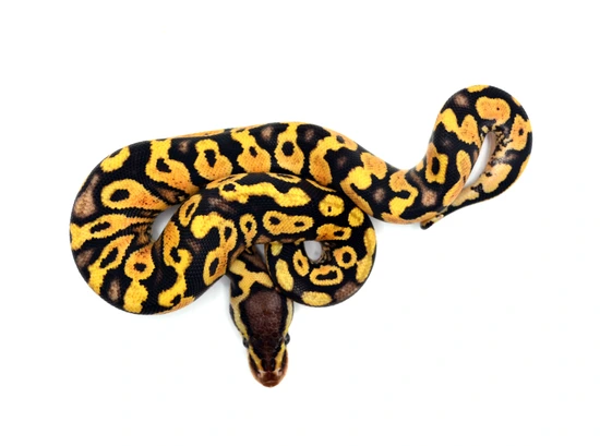 Pastel Dh Paint Puzzle Ball Python by ReptileKreations