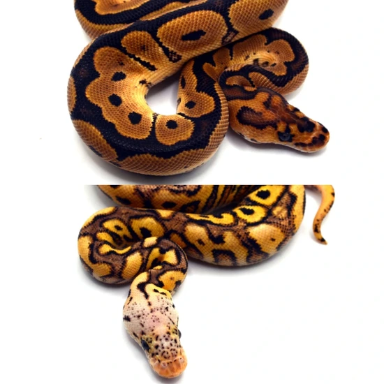Pair: OD/Spotnose YB Pastel Clown Ball Python by ReptileKreations