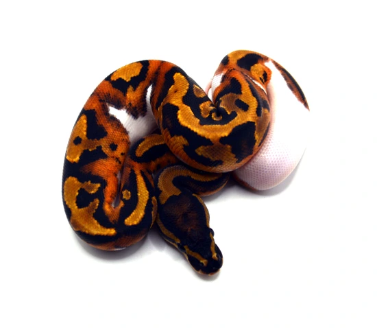 Hurricane Pied Ball Python by ReptileKreations