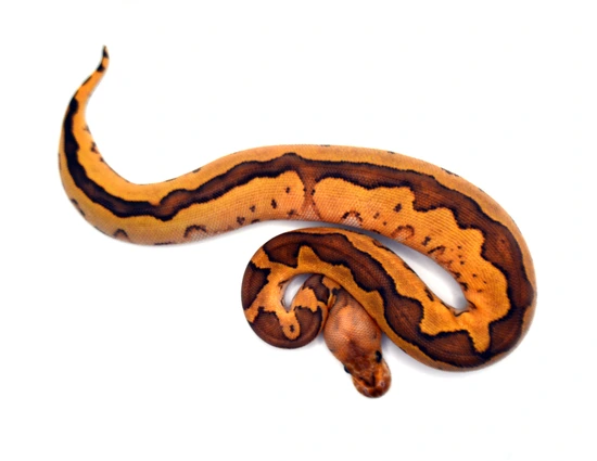 Redhead Fire Clown Ball Python by ReptileKreations
