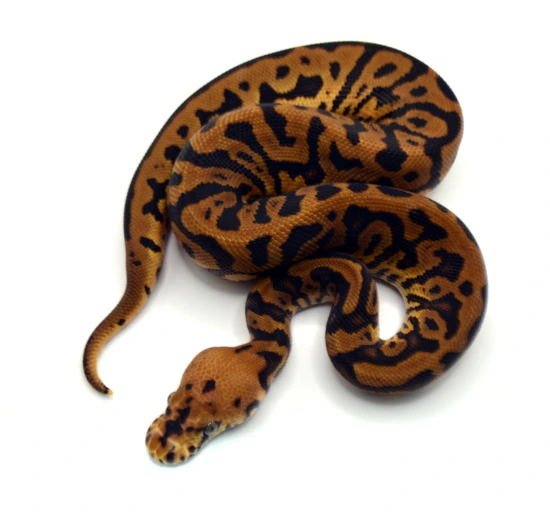 Confusion Leopard Clown Ball Python by ReptileKreations