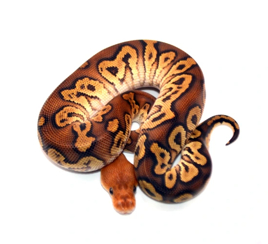 Cypress Clown Ball Python by ReptileKreations