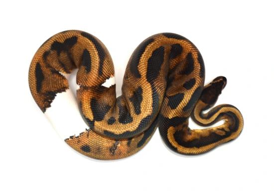 Pied Het Sunset Ball Python by ReptileKreations
