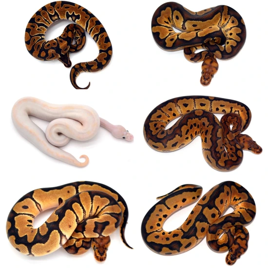 3.3 RS/Ivory Clown/het Monsoon/DG Ball Python by ReptileKreations