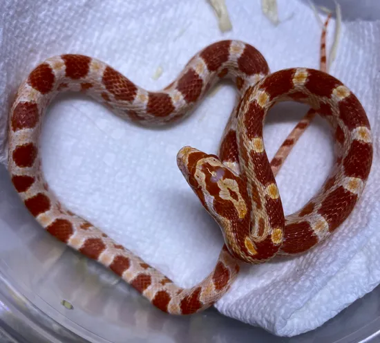 Amelanistic Pos Red Factor Corn Snake by Sun and Sand Exotics