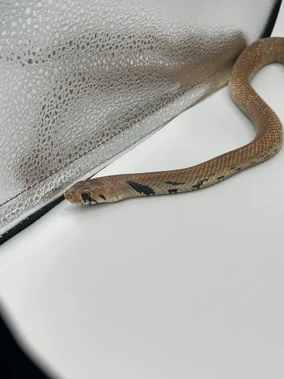 Unicolor Cribo Female Cribo & Indigo Snakes by Scalez Reptiles