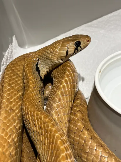 Unicolor Cribo Male Cribo & Indigo Snakes by Scalez Reptiles