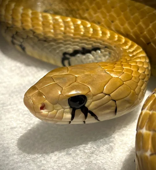 Stunning Adult Male Unicolor Cribo Cribo & Indigo Snakes by Scalez Reptiles