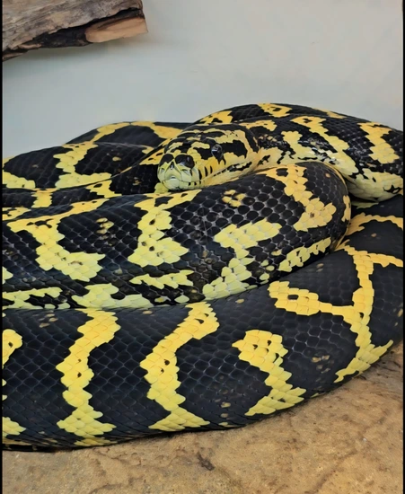 Bright Yellow Adult Jungle Female Jungle Carpet Python by Scalez Reptiles