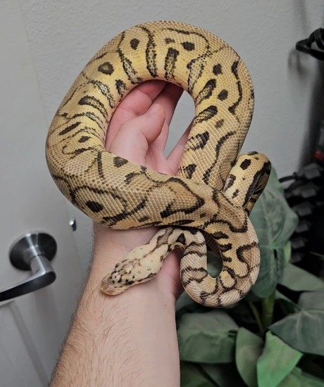 Pastel Spotnose Clown Het Sunset Het Hypo Ball Python by Scalez Reptiles