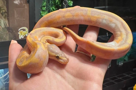 Low White Banana Pied Ball Python by The Critter Cavern LLC