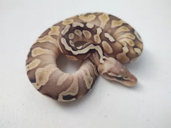 GHI Butter Pastel Ball Python by Scaled Art Reptiles
