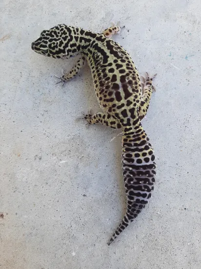Black Night Black Pearl Charcoal Ph Murphy Patternless Leopard Gecko by ...