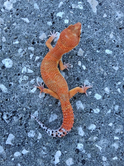 Tangerine Ph Tremper Leopard Gecko by Scaled Art Reptiles