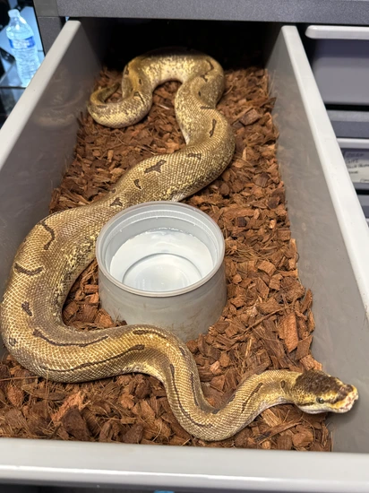 Super Enchi Pin Ball Python by The Las Vegas Reptile Realm