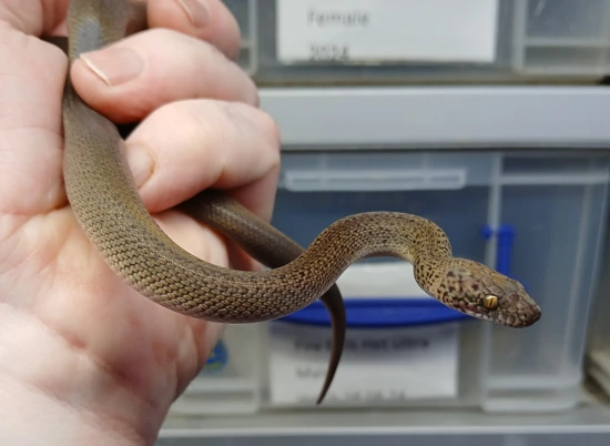 Granite Spotted Python by Reptilerepublic