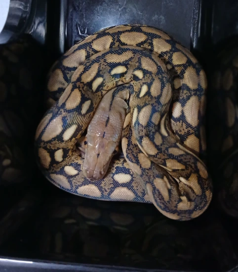 Malayan Python Dwarf Island Form Tiger Motley Reticulated Python by ...