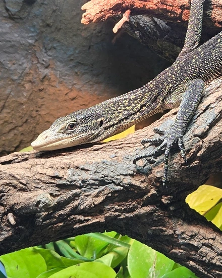 Golden Spotted Tree Monitor Golden-Spotted Tree Monitor by Reptile Revolt