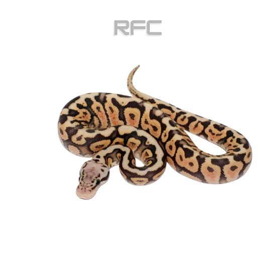 Pastel NR Mandarin Spotnose Hypo Het DG Ball Python by Reptiles for ...