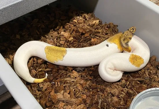 500 Gram Male Pastel Clown Pied Ball Python by Reptiles Anonymous
