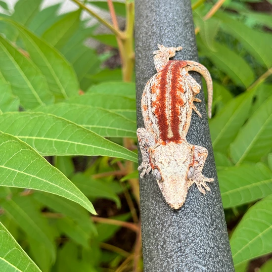 Red Stripe Gargoyle Gecko by Reptile Trends