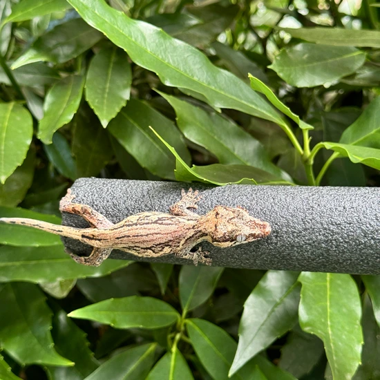 Striped Garg Gargoyle Gecko by Reptile Trends