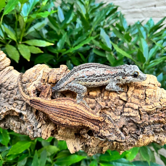 Pair/phantom Eye F Gargoyle Gecko by Reptile Trends