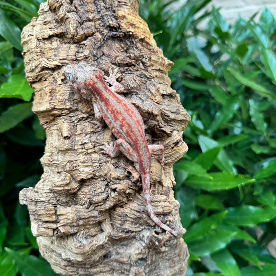 Red Stripe Gargoyle Gecko by Reptile Trends
