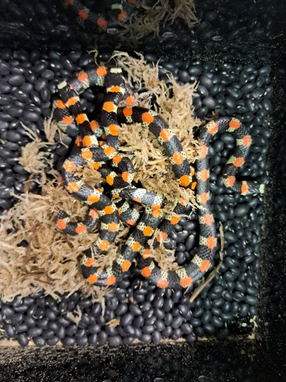 1.2 Black-Banded Snakes (Scolecophis Atrocinctus) More Colubrid by ...